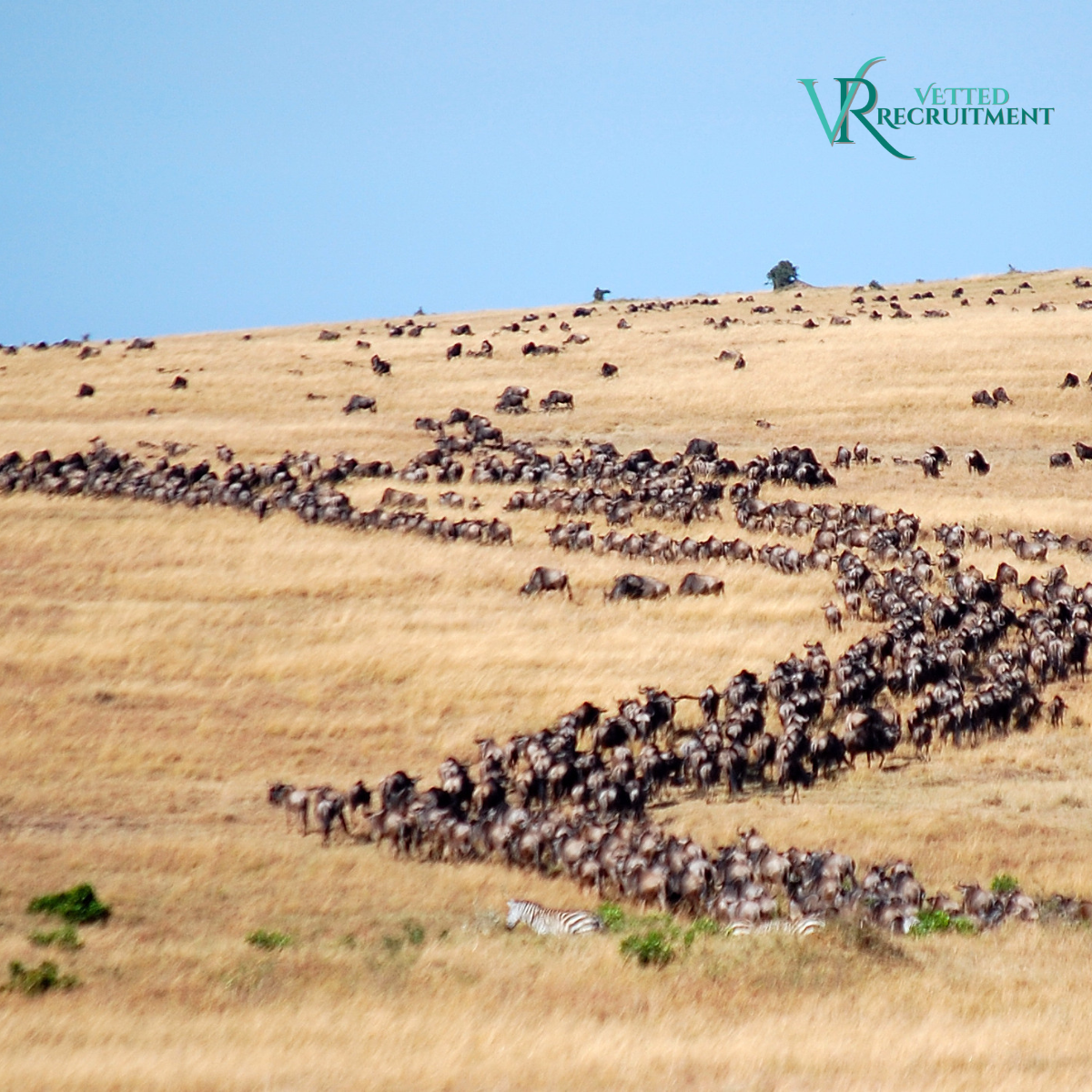 Navigating the Shrinking Talent Pool Deborah | Vetted Recruitment